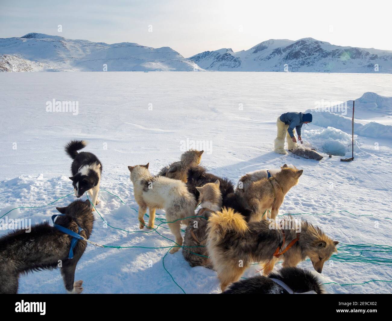 Harvesting a seal from a trap underneath the sea ice. Inuit hunter ...