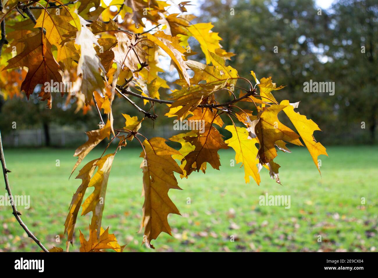 autumn oak leaves isolated on a natural green background Stock Photo ...