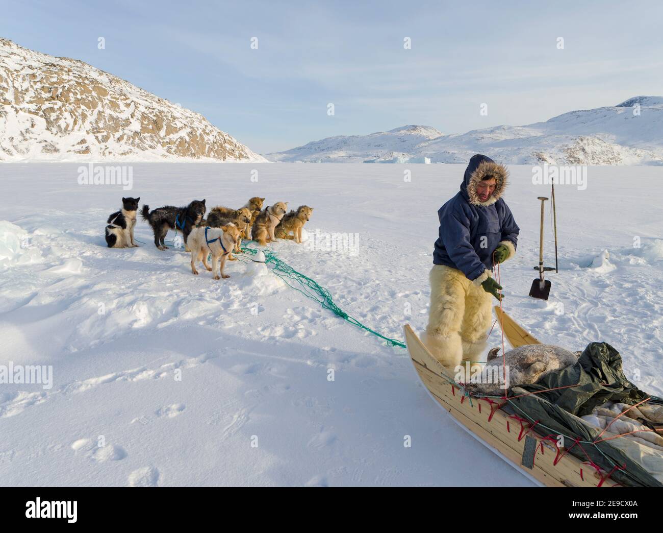 Harvesting a seal from a trap underneath the sea ice. Inuit hunter ...