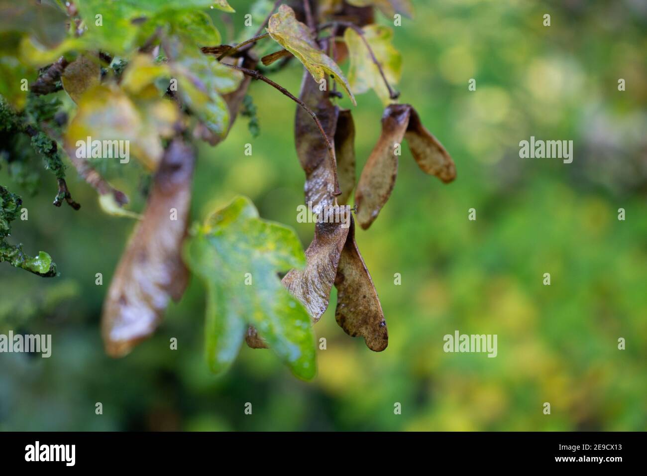 autumn seeds isolated on a natural green background Stock Photo - Alamy