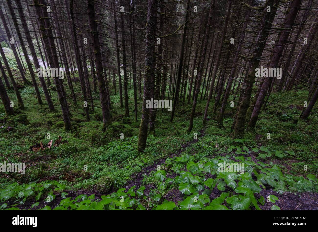 many straight trees in the steep forest Stock Photo - Alamy