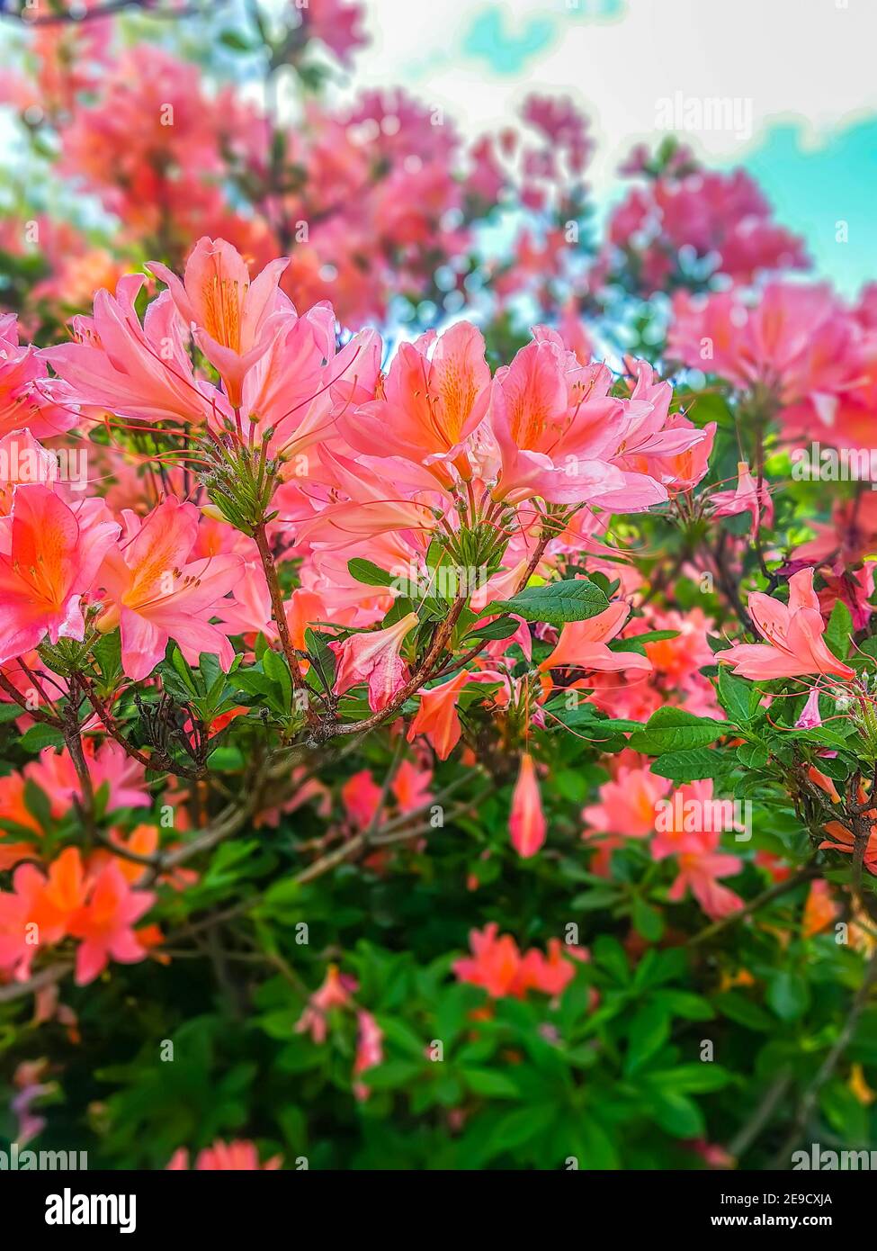 Beautiful Rhododendron plant with fragrant flowers in spring park Stock ...