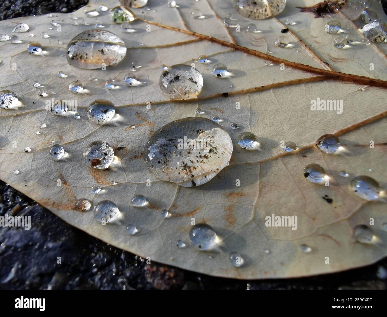 Macro shot of water droplets on dried leaf Stock Photo - Alamy