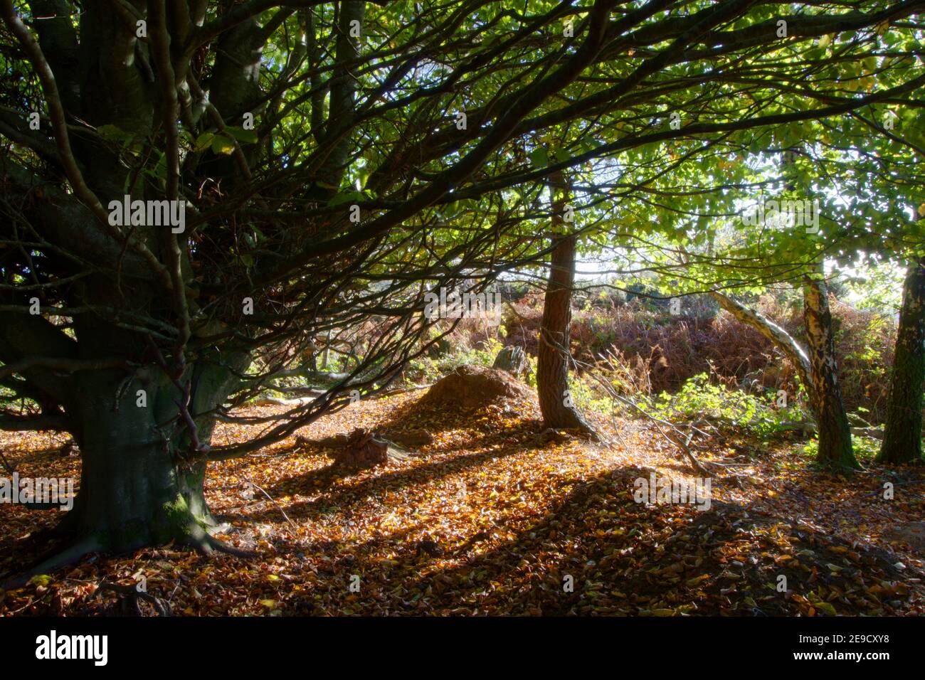 beech leaves fallen from the tree in deep shadow with green leaves ...