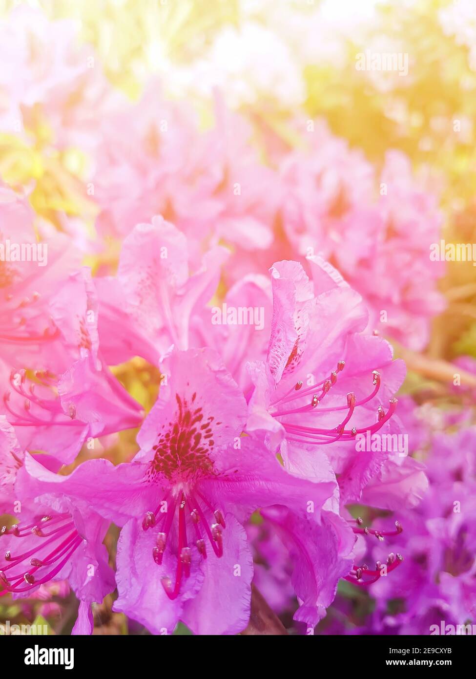 Beautiful Rhododendron plant with fragrant pink flowers in spring park ...