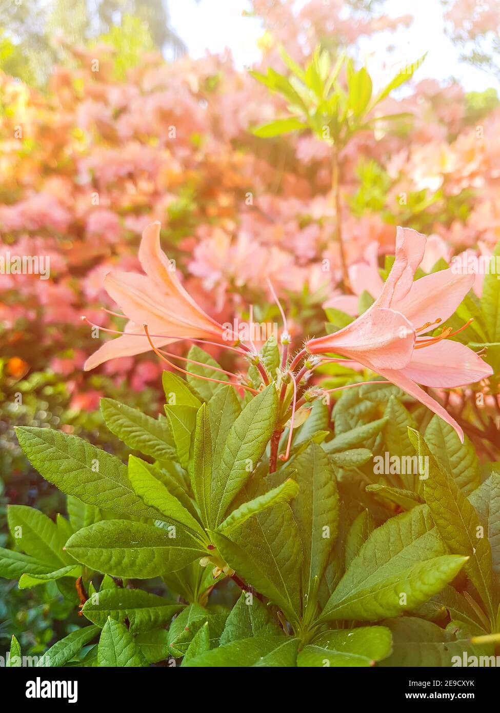 Beautiful Rhododendron plant with fragrant flowers in spring park Stock ...