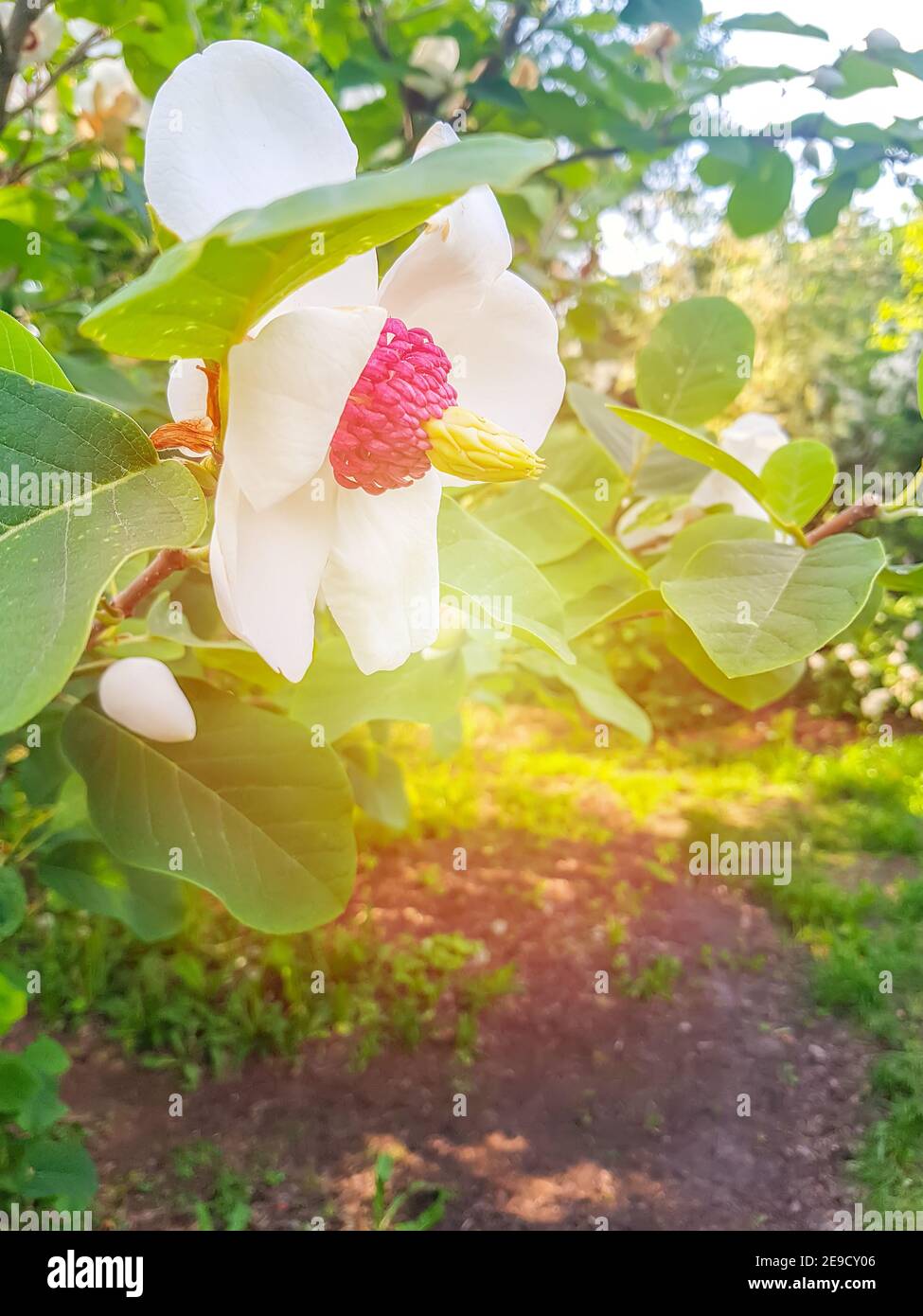 Flowering beautiful Magnolia tree with white fragrant flowers. Magnolia ...