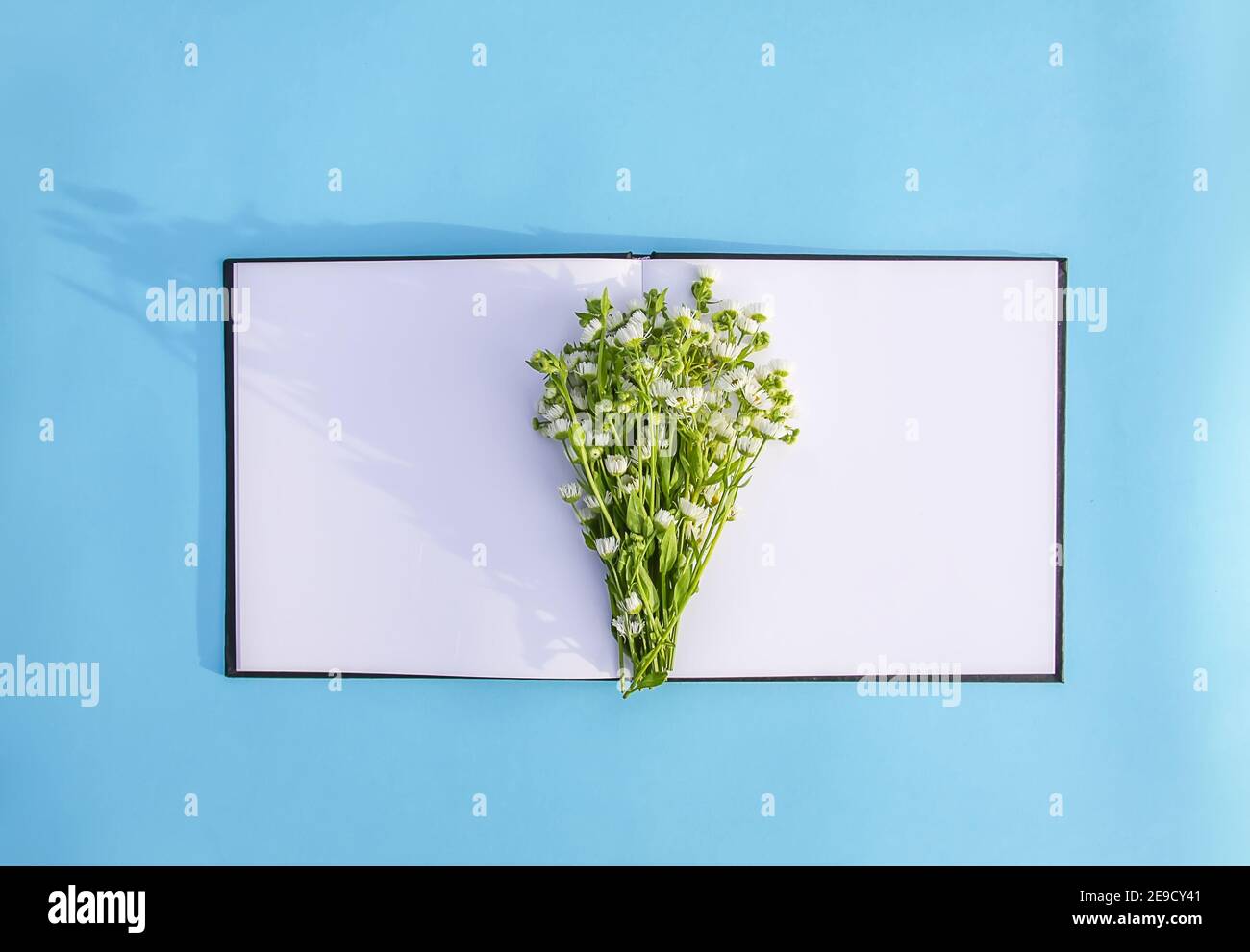 Chamomile white small garden flowers on opened empty notepad. Light ...