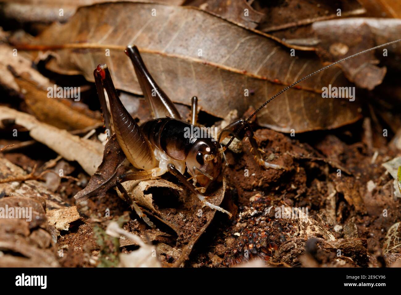 White Kneed Cricket (Penalva flavocalceata) Mt Glorious section of D ...
