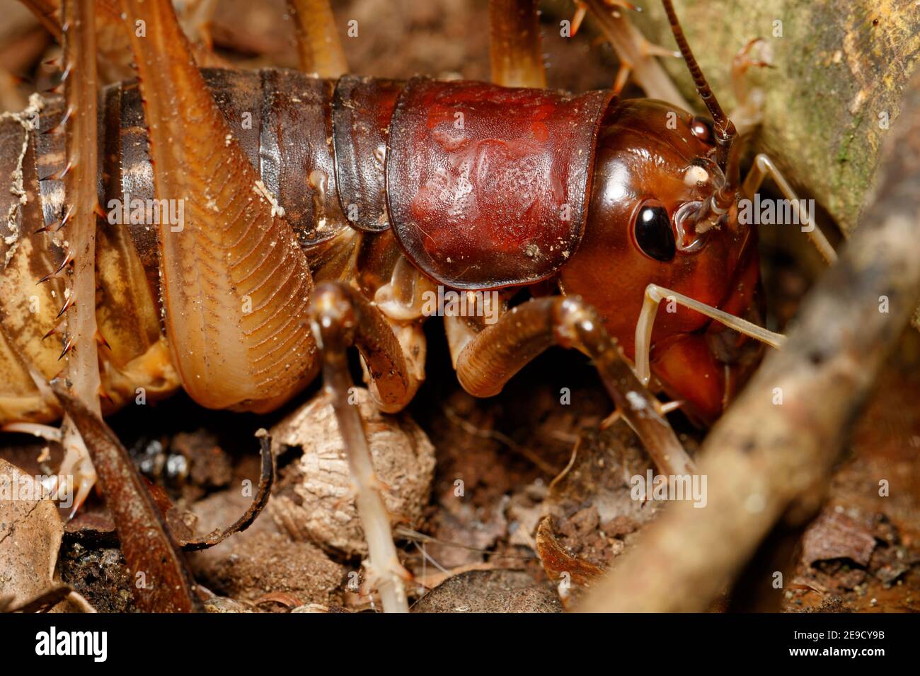 Daguilar national park hi-res stock photography and images - Alamy