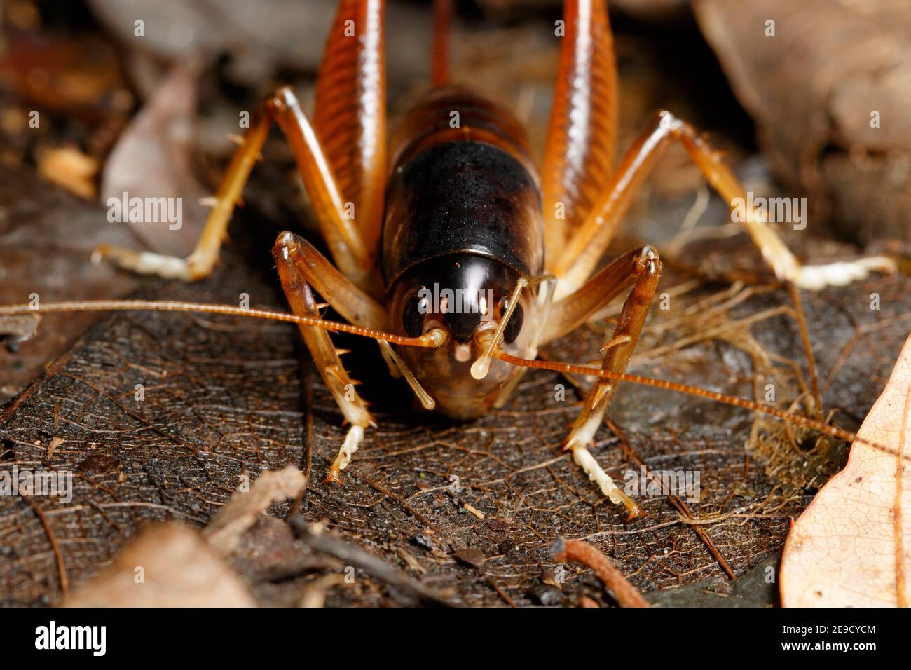 White Kneed Cricket (Penalva flavocalceata) Mt Glorious section of D ...
