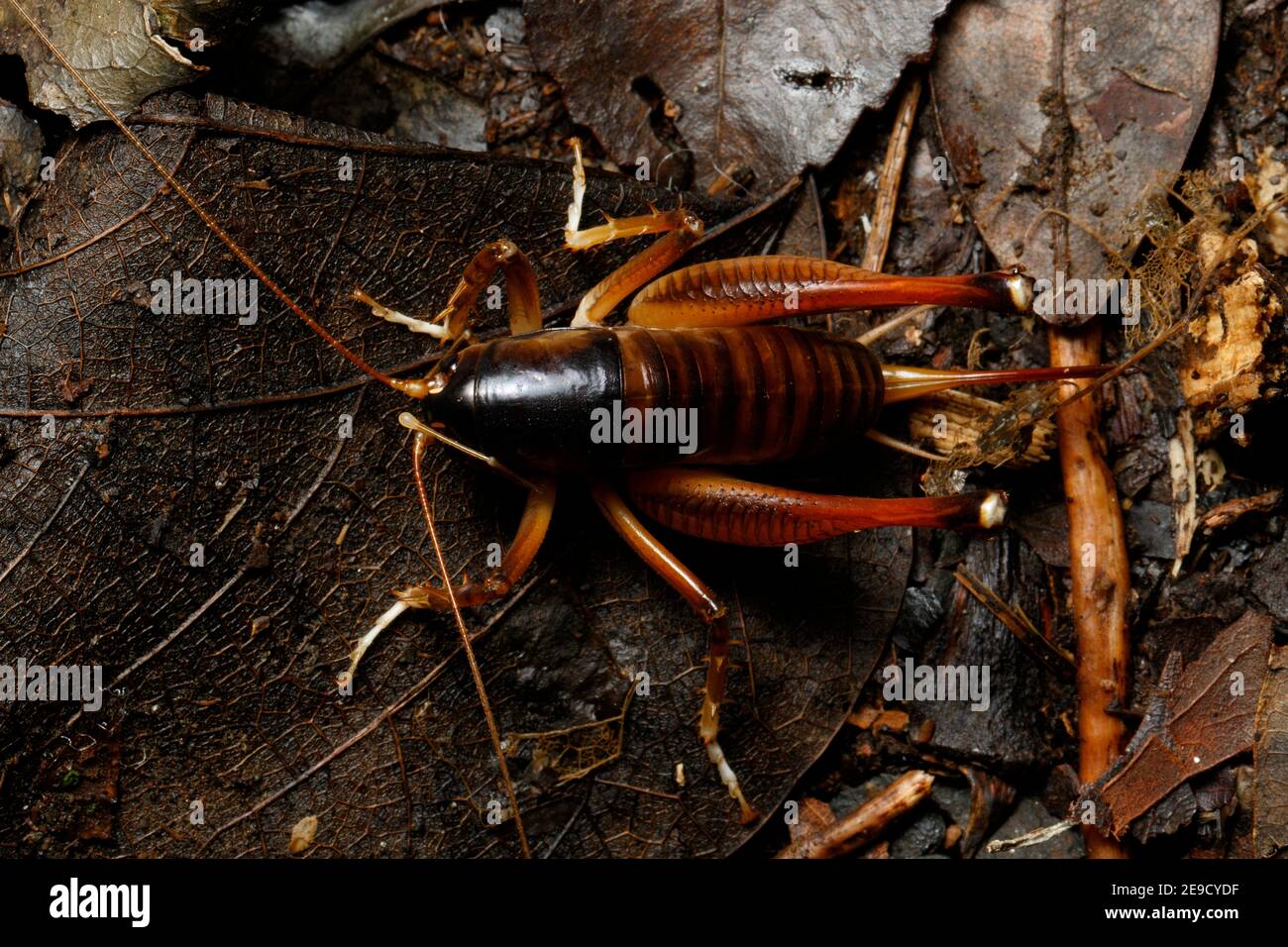 White Kneed Cricket (Penalva flavocalceata) Mt Glorious section of D ...