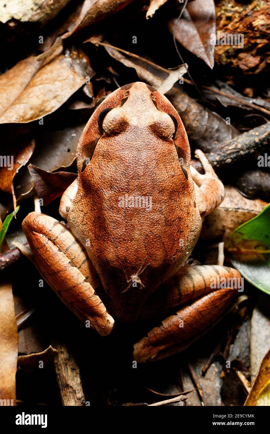 Great Barred Frog (Mixophyes fasciolatus) Mt Glorious section of D ...