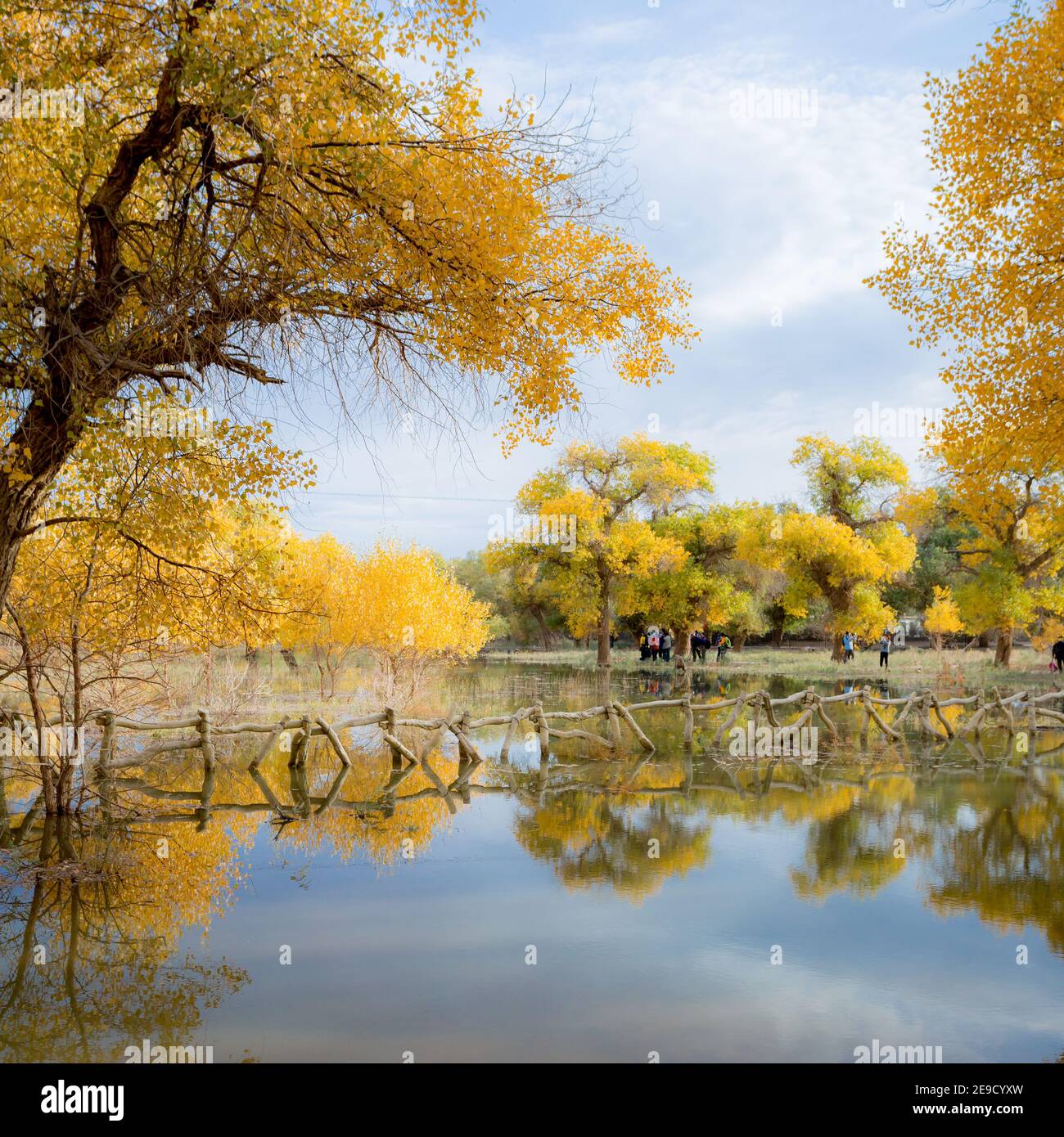 Beautiful shot of the reflection of trees on the lake in Inner Mongolia ...