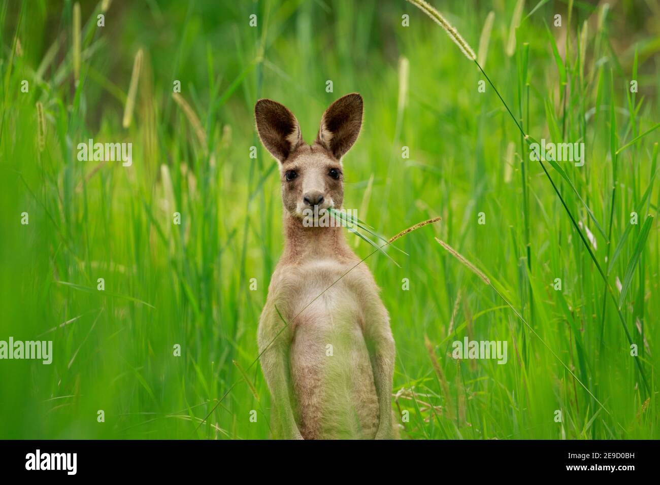 Elanda Point High Resolution Stock Photography and Images - Alamy