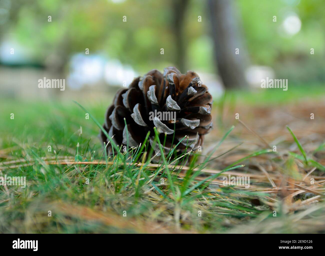 Cone falling tree hi-res stock photography and images - Alamy