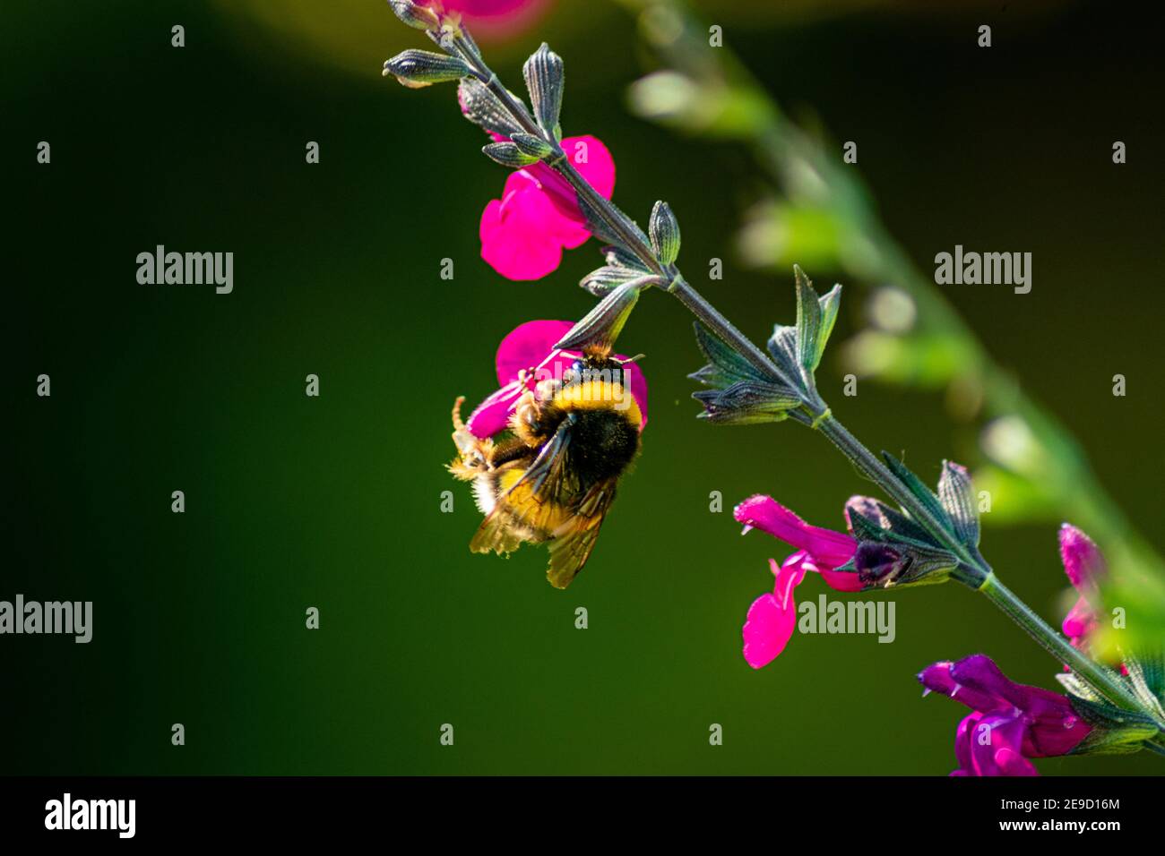 Close-up bee pollinating flowers in Parque Sant Jordi,Terrassa ...