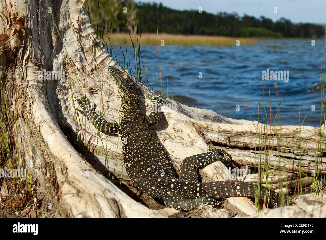 Foraging monitor lizard hi-res stock photography and images - Alamy