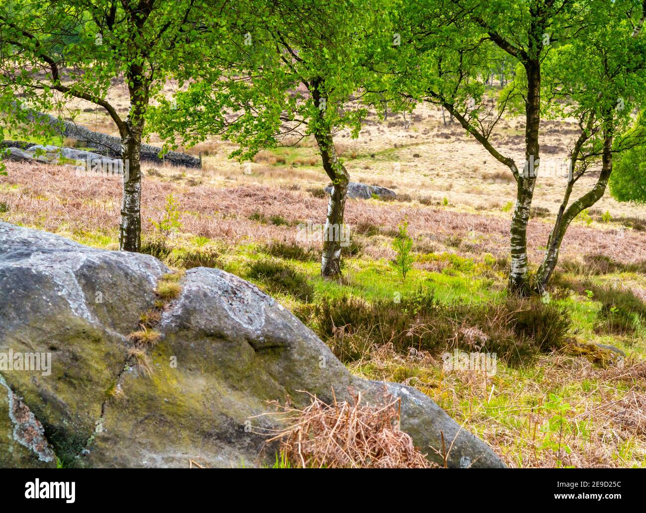 Early summer landscape with silver birch trees and rocks at Birchen ...