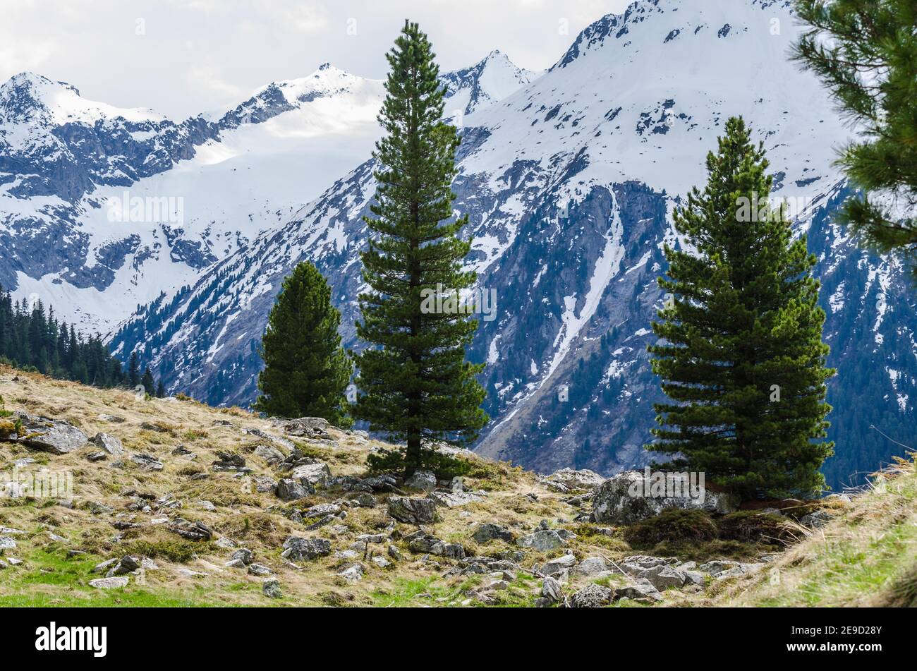 beautiful trees in mountain with snow Stock Photo - Alamy