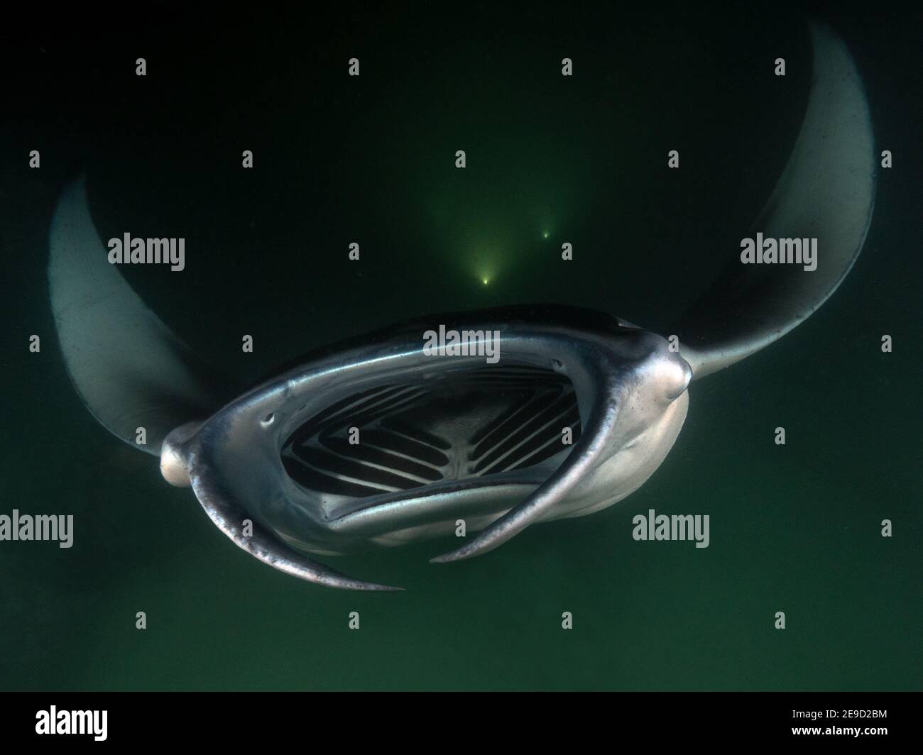 Manta feeding hi-res stock photography and images - Alamy