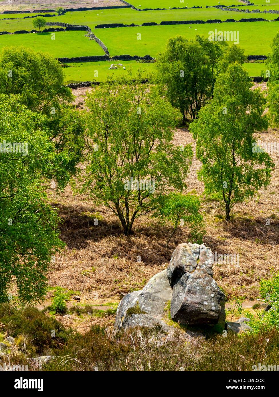 Early summer landscape with silver birch trees and rocks at Birchen ...