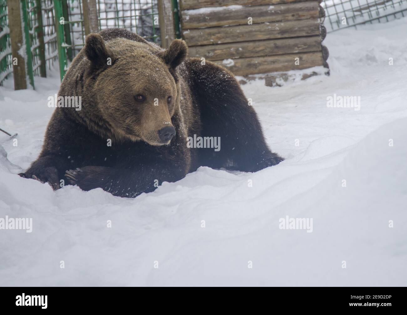 Bear mountain during winter hi-res stock photography and images - Alamy