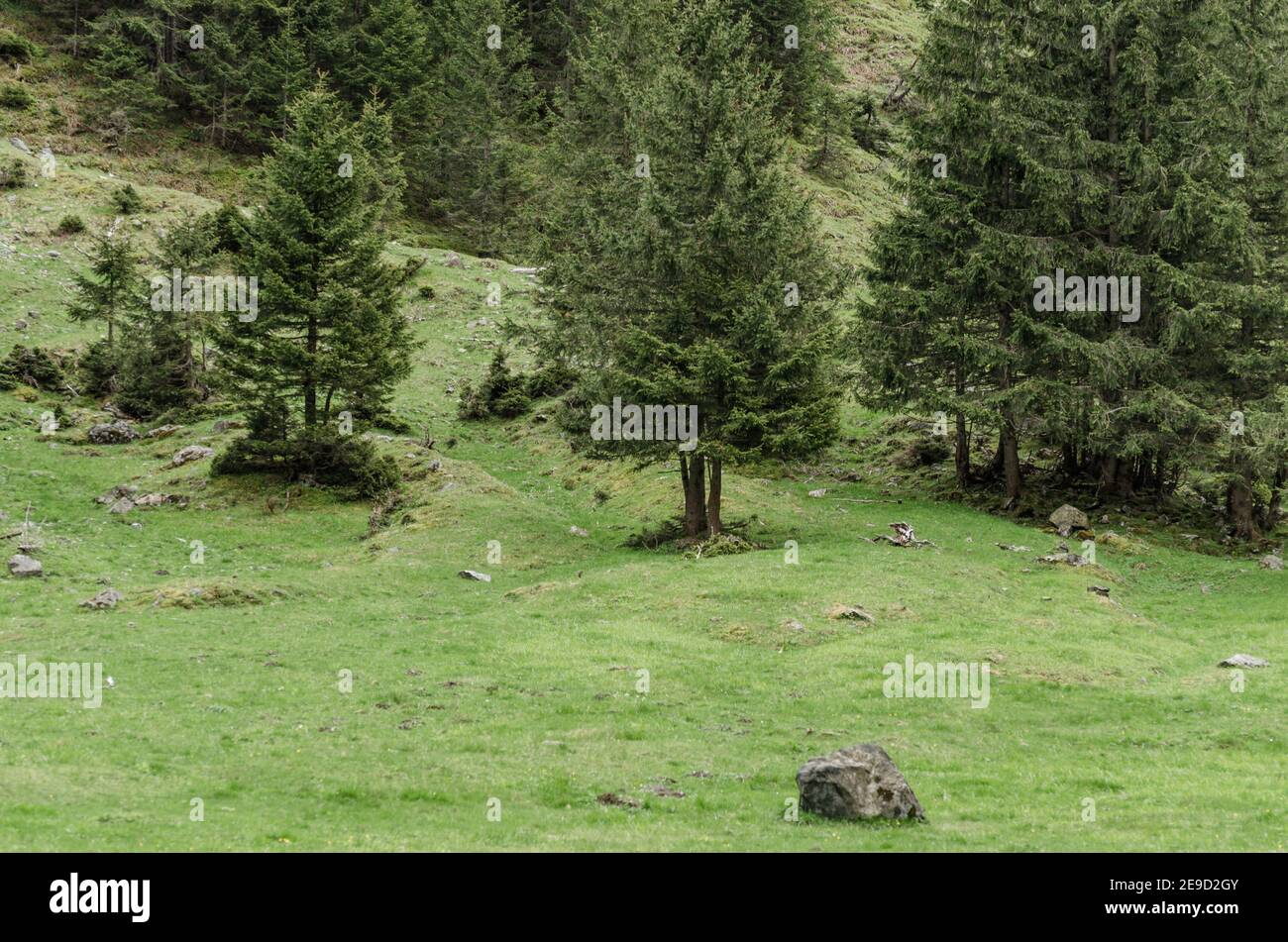 trees on green meadow and rocks Stock Photo - Alamy