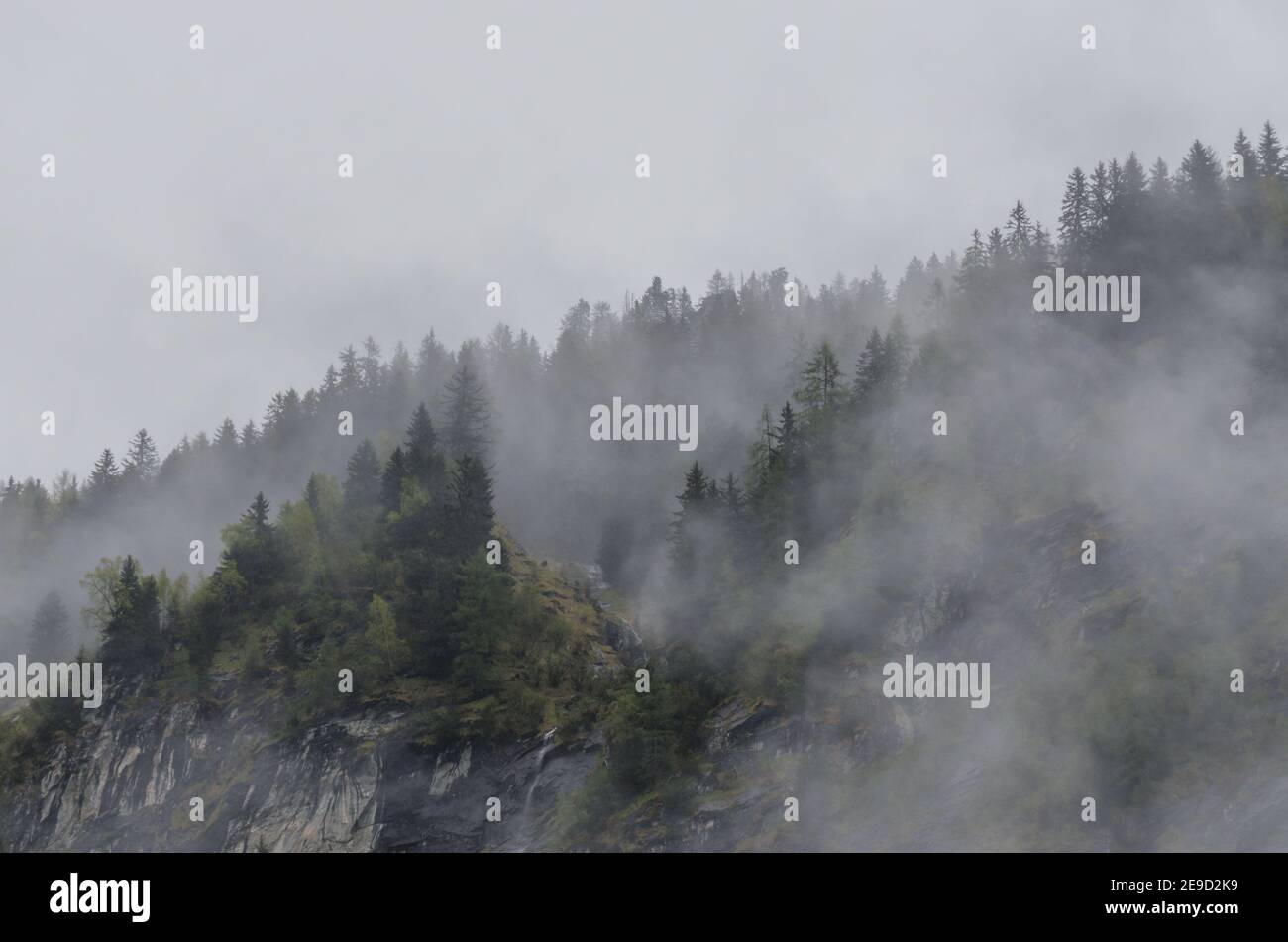 strong dense fog at mountain with trees Stock Photo - Alamy