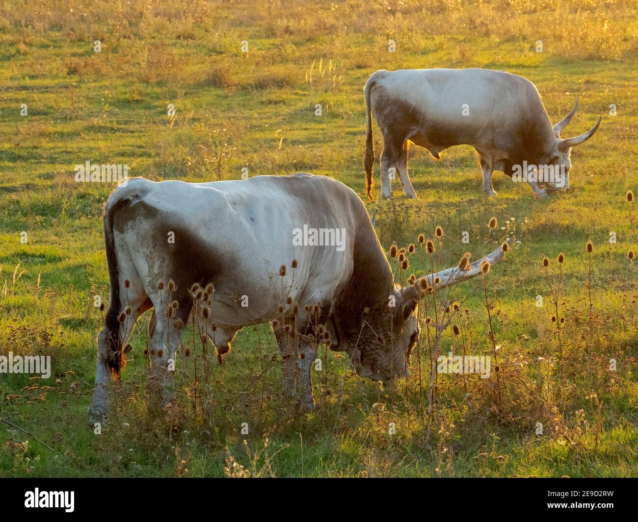Hungarian Grey or Hungarian Steppe Cattle (Magyar Szuerke), an ancient ...