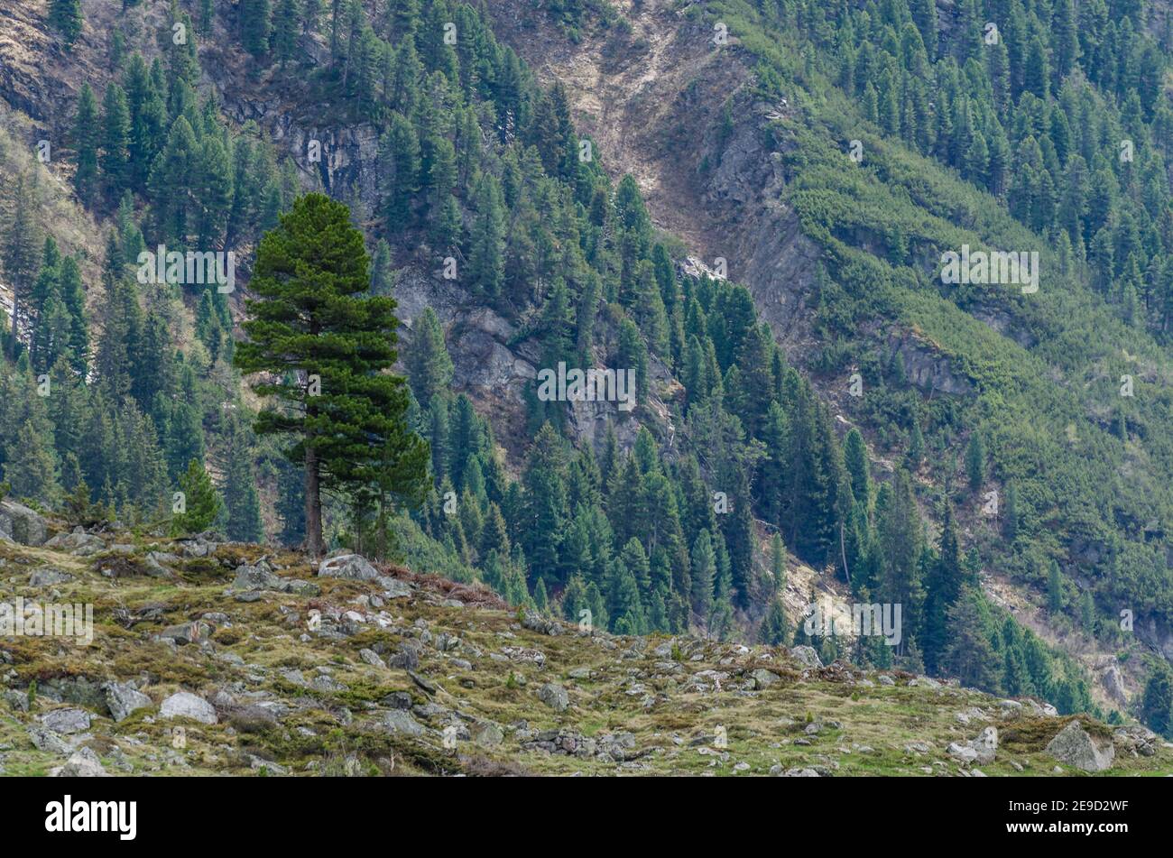 single green tree at mountain Stock Photo - Alamy