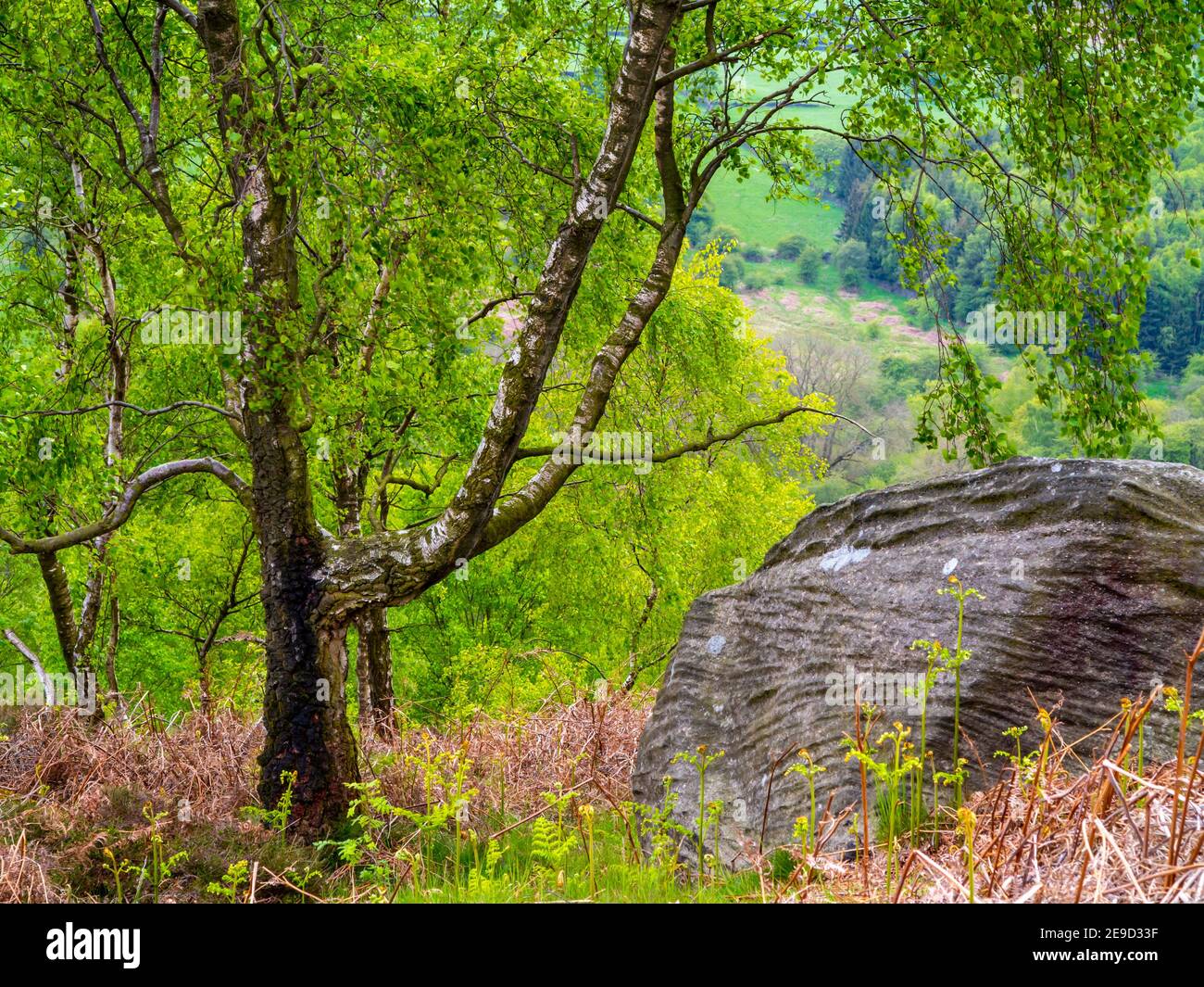 Early summer landscape with rocks and silver birch trees at Birchen ...