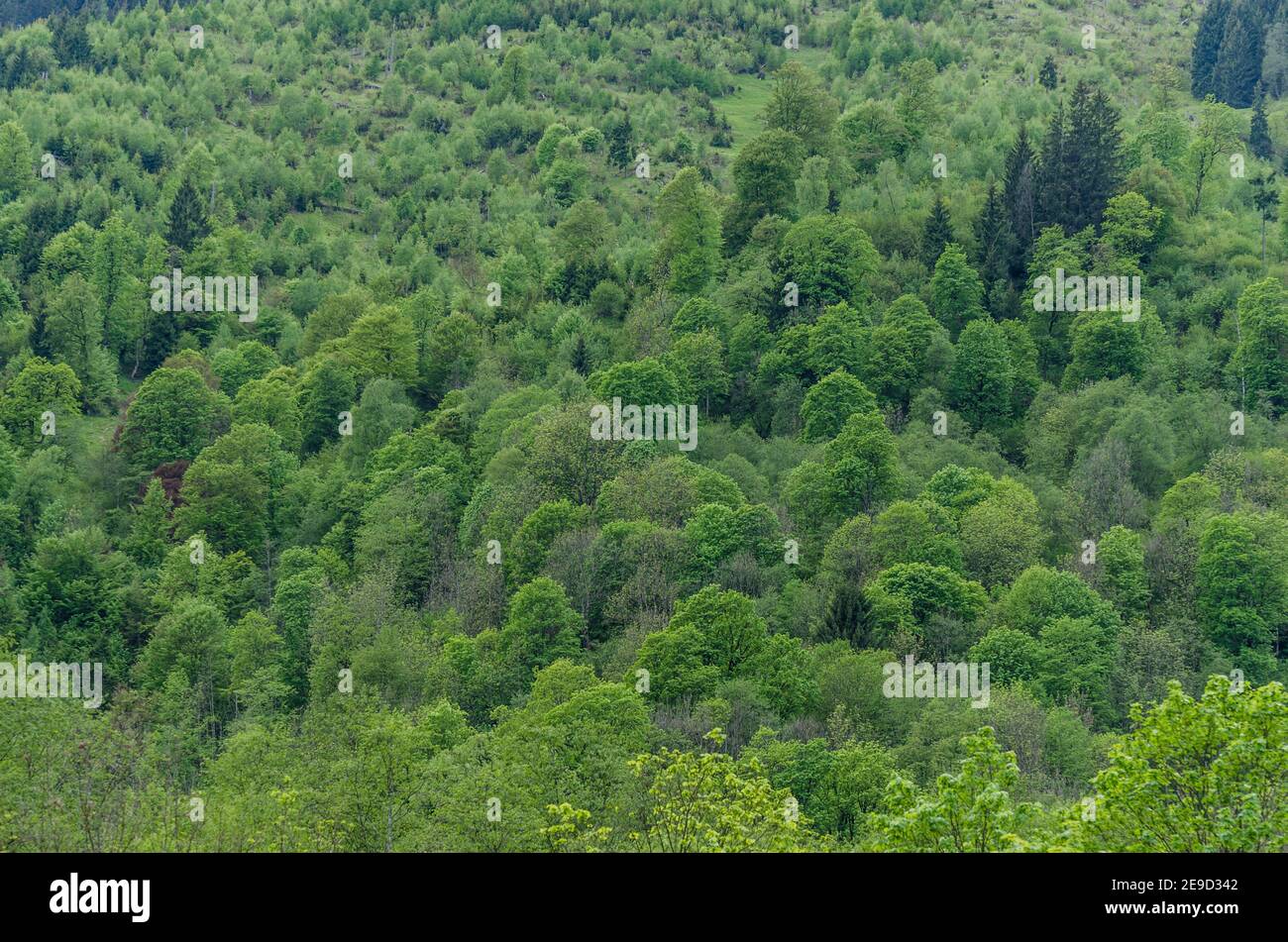 Different green trees hi-res stock photography and images - Alamy