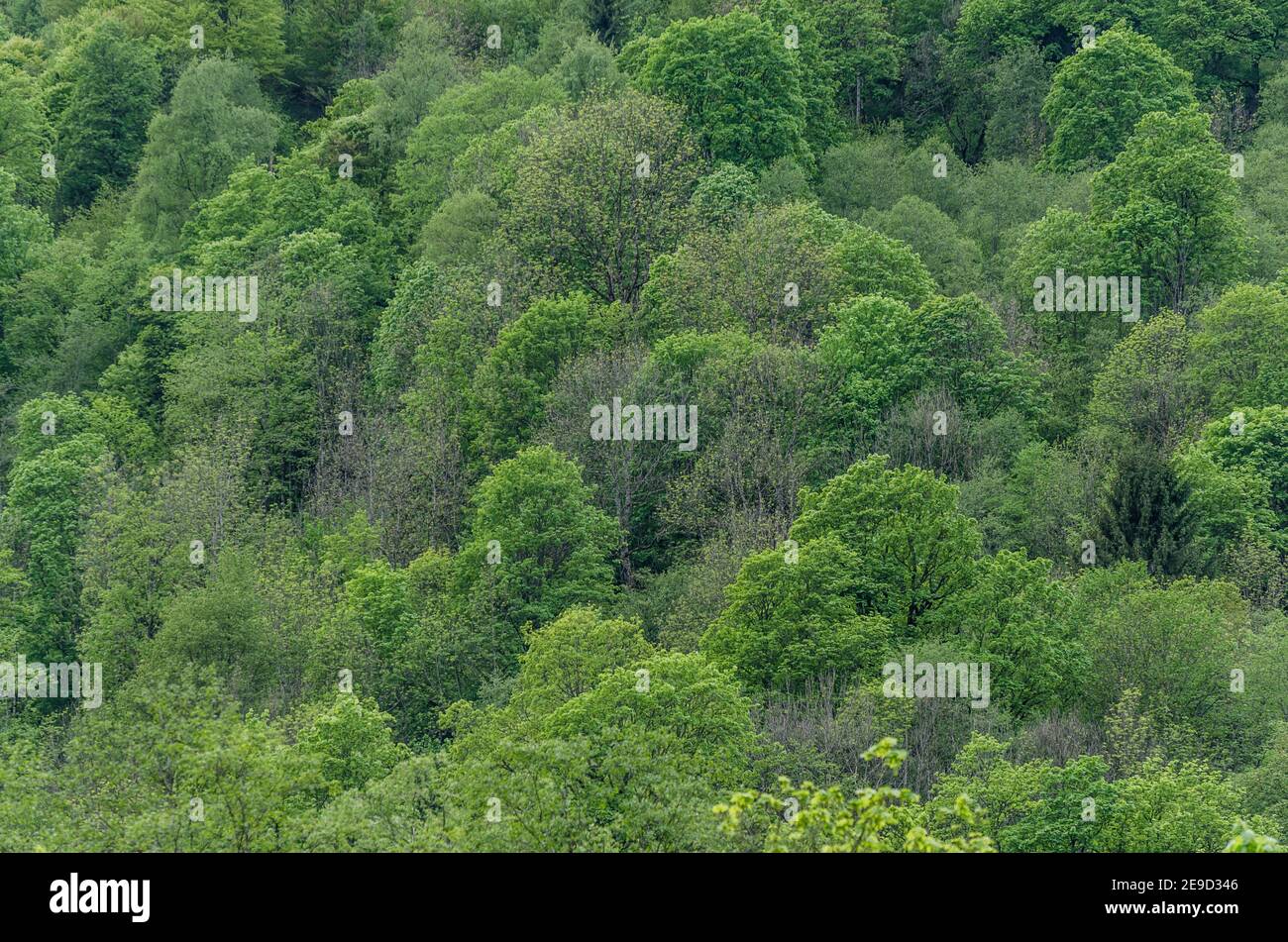 many different green trees detail Stock Photo - Alamy