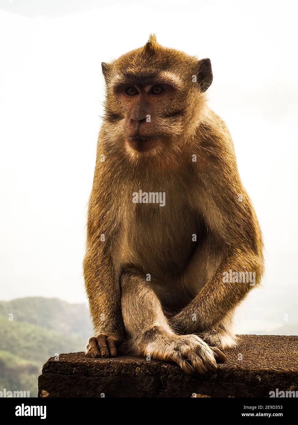Vertical shot of a Mauritius monkey Stock Photo - Alamy