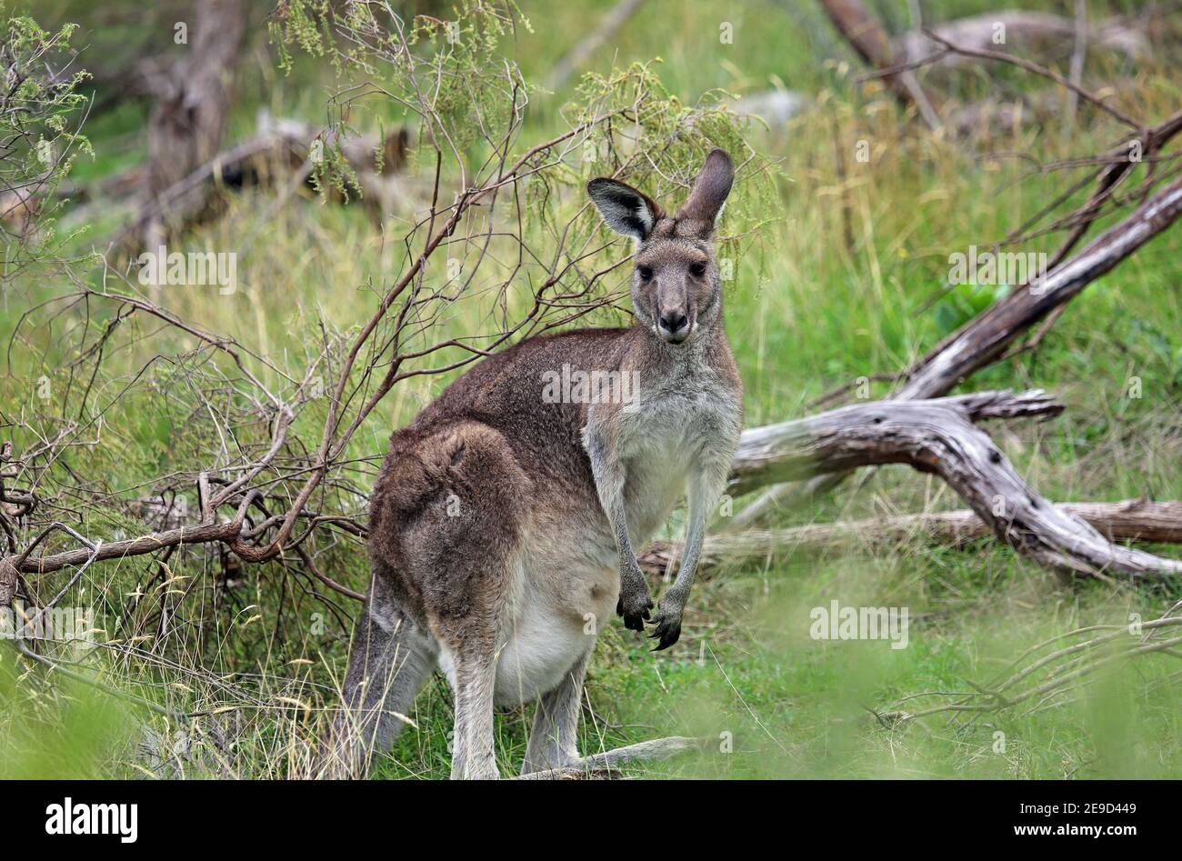 Female Kangaroo - in Churchill National Park, Victoria, Australia Stock ...