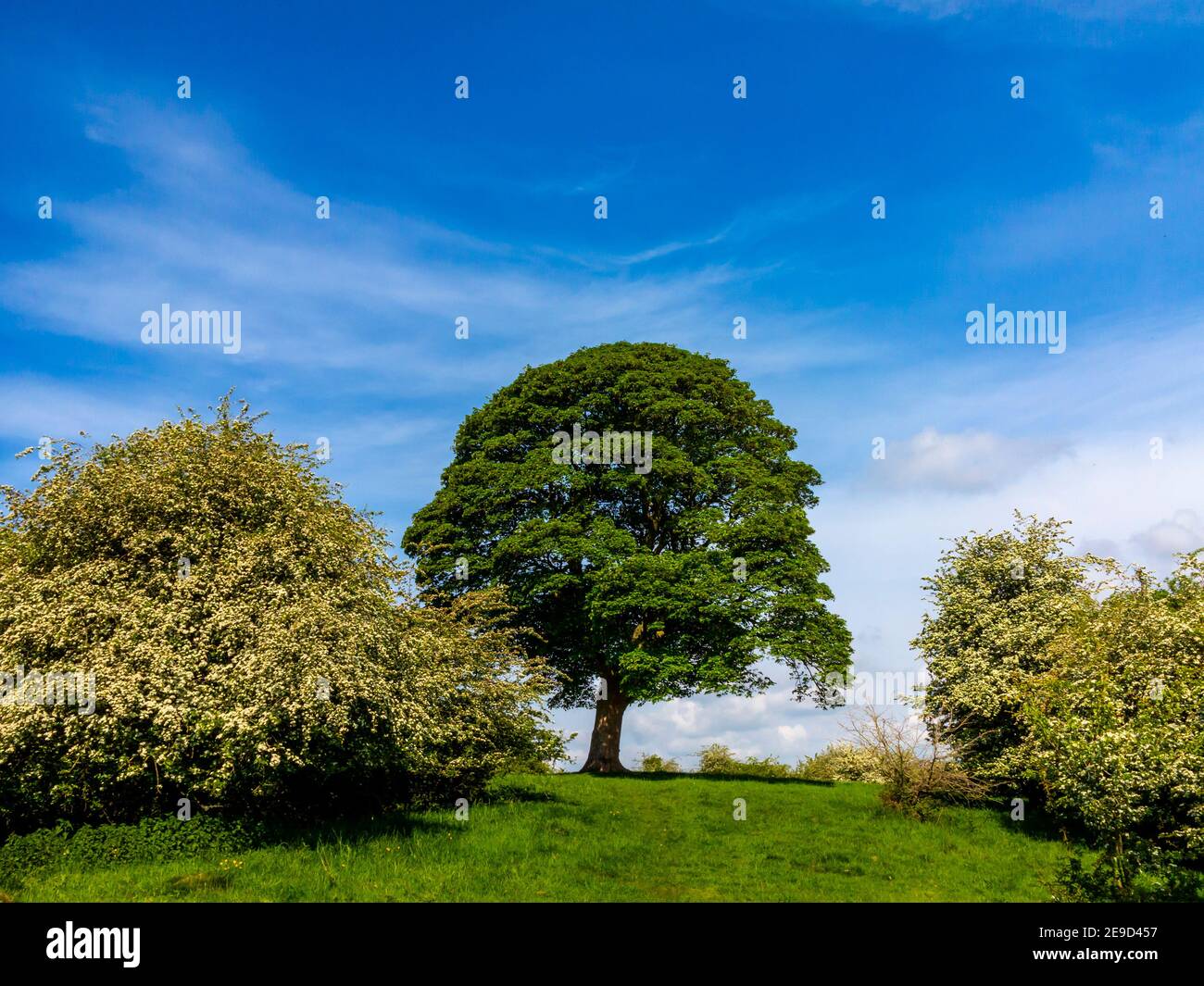 Will Shore's Tree that William Wordsworth wrote a sonnet about near ...