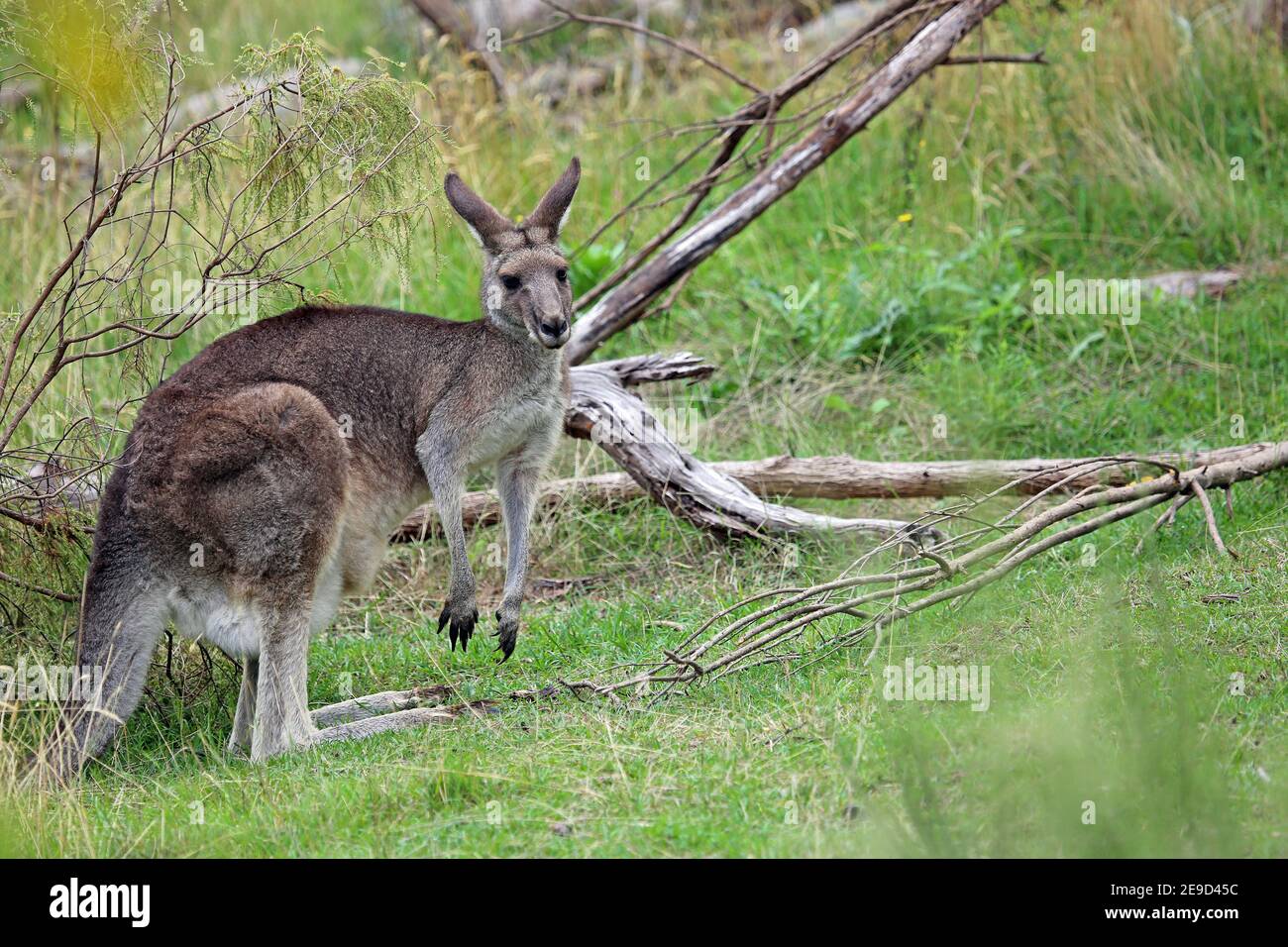 Kangaroo wildlife park in australia hi-res stock photography and images ...
