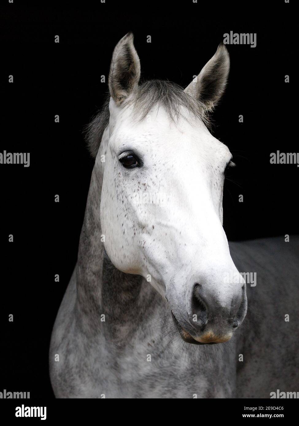 Dapple grey horse hi-res stock photography and images - Alamy