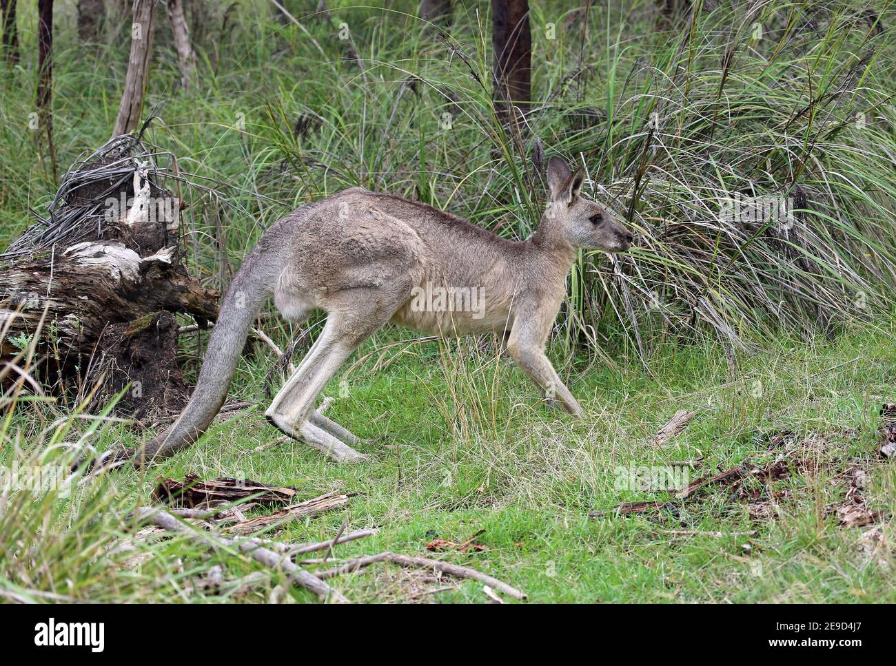 Jumping Kangaroo - Churchill National Park, Victoria, Australia Stock ...