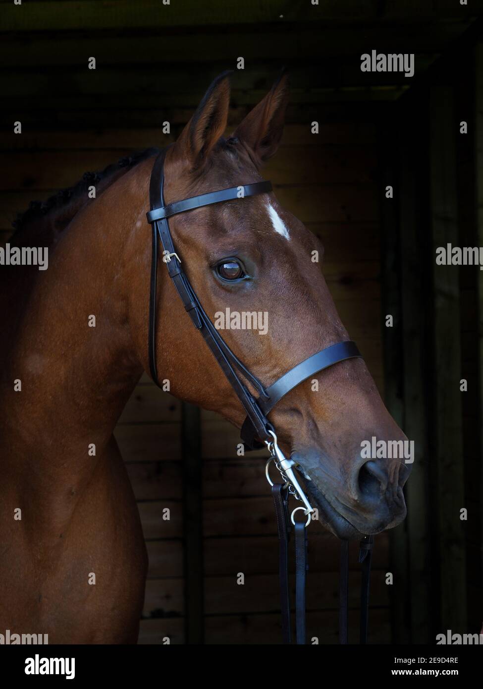 A head shot of a bay hunter in a double bridle Stock Photo - Alamy