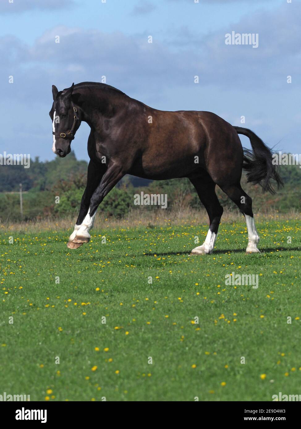 Cob conformation hi-res stock photography and images - Alamy