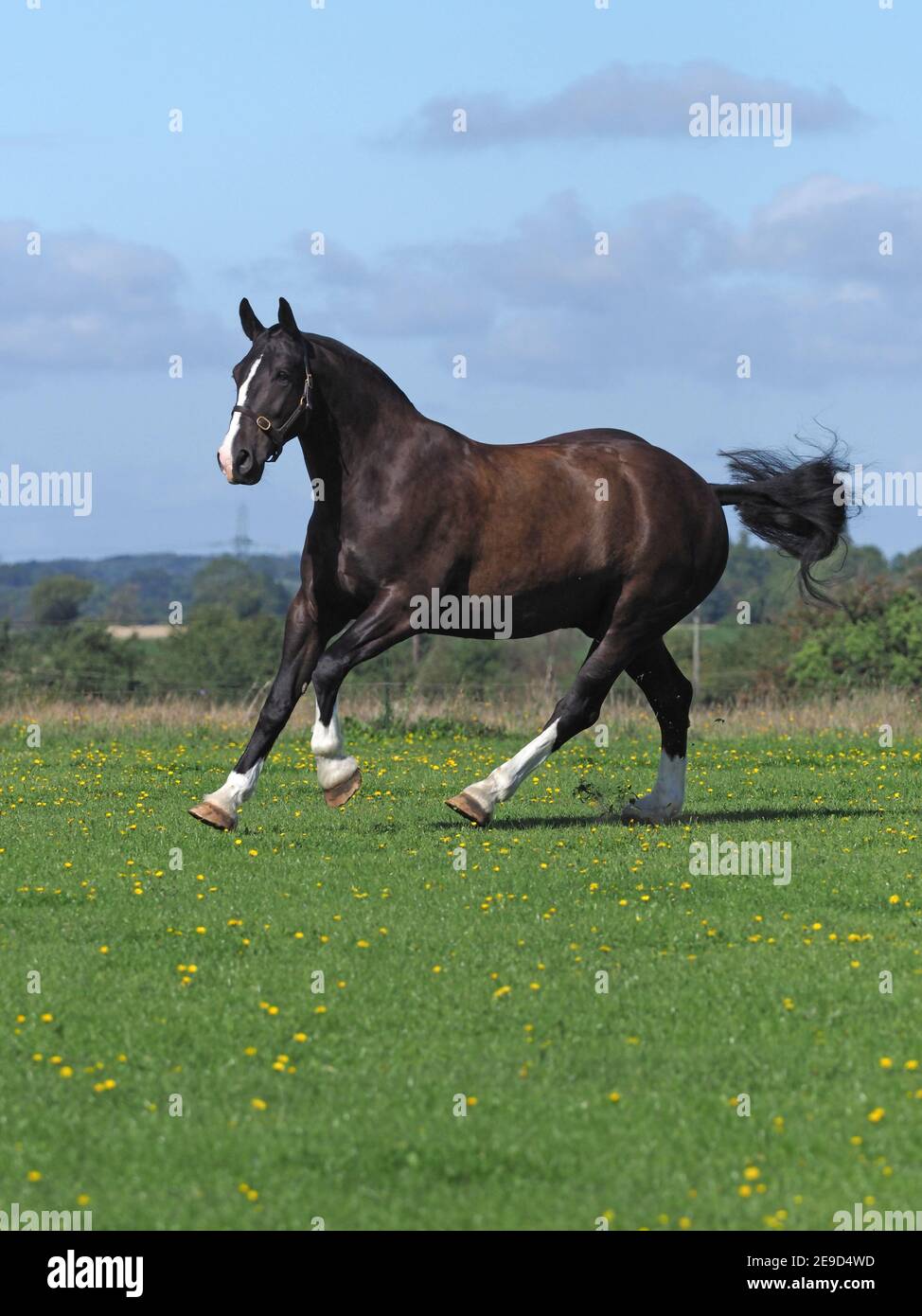 A pretty black show cob plays in a paddock Stock Photo - Alamy