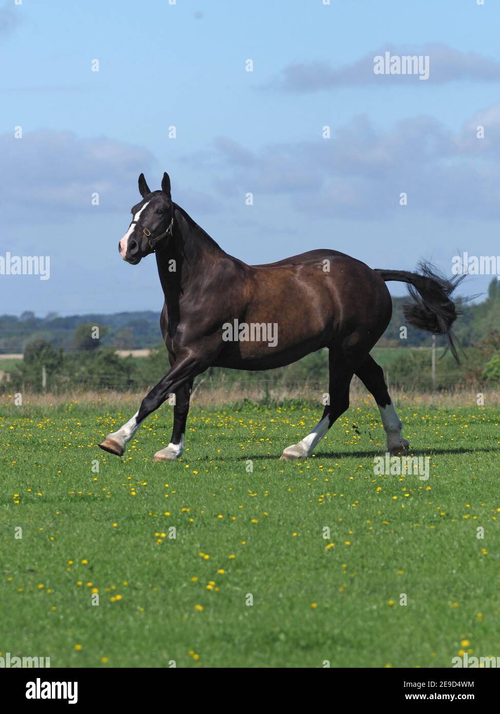 A pretty black show cob plays in a paddock Stock Photo - Alamy