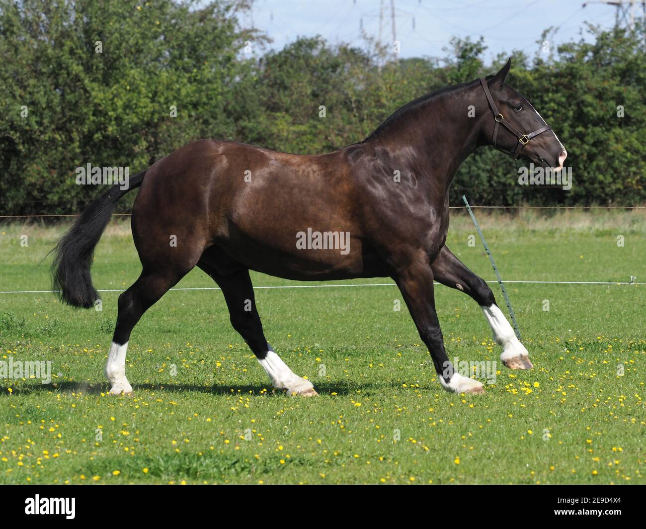 A beautiful black show cob canters through a paddock Stock Photo - Alamy