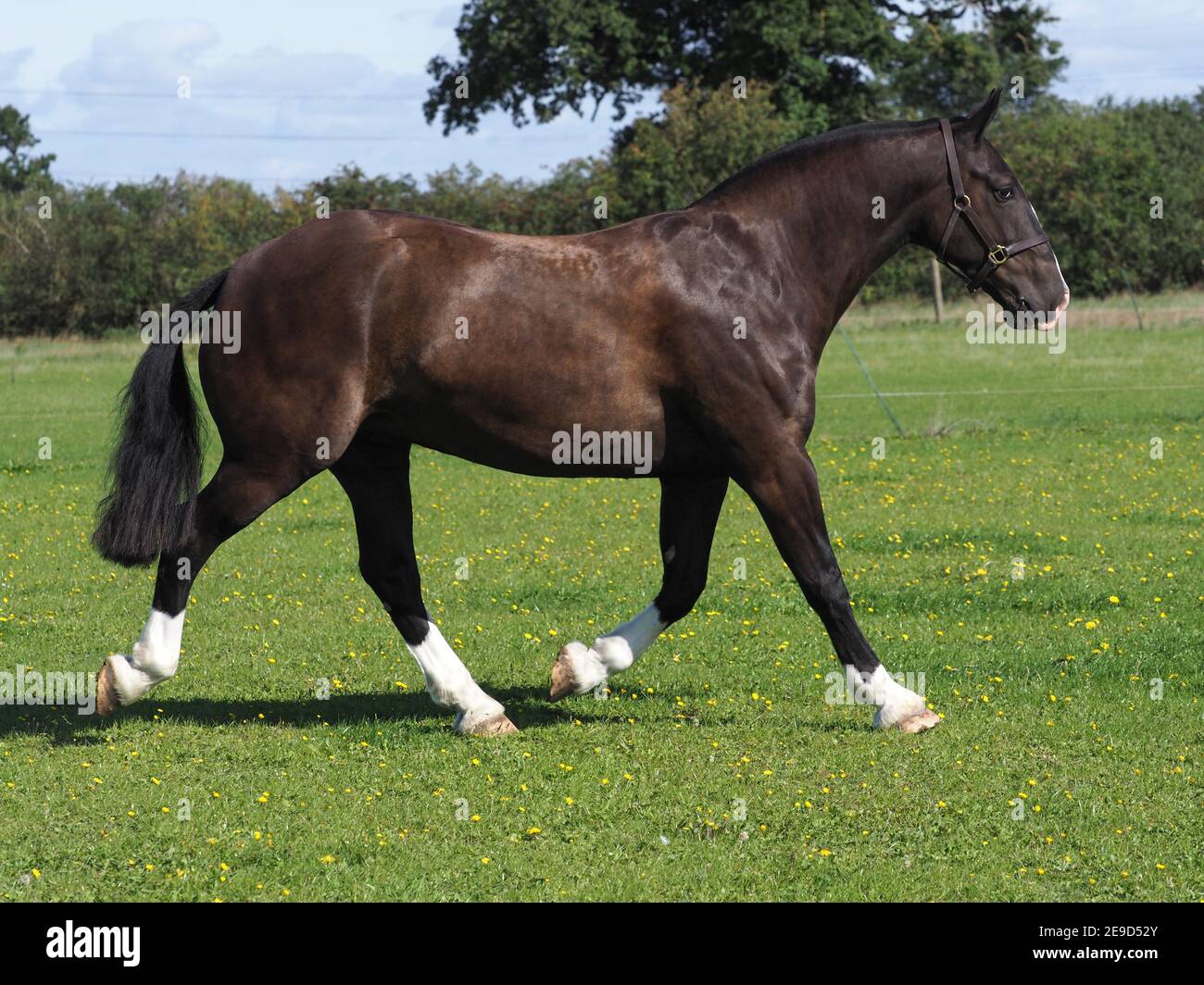 Cob Conformation High Resolution Stock Photography and Images - Alamy