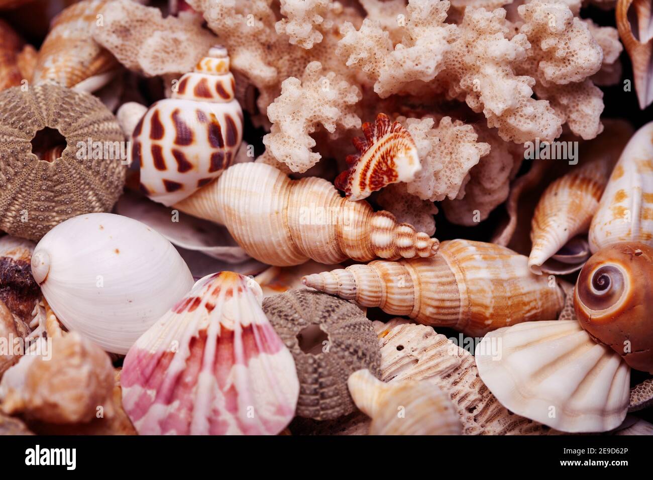 a lot of different empty sea shells on background, macro details Stock ...