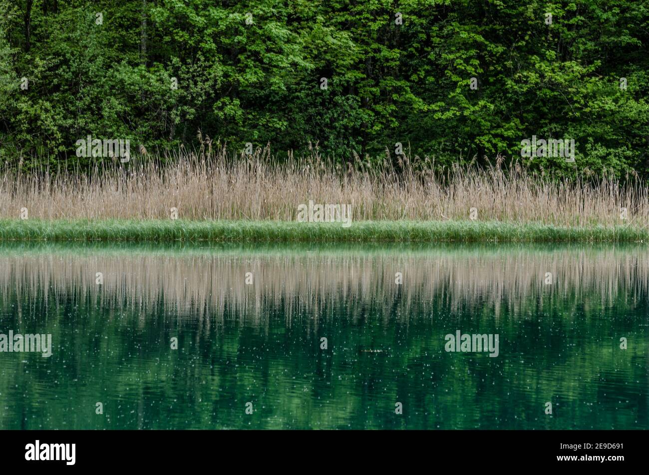 lakeside with beautiful reflection of reeds Stock Photo - Alamy