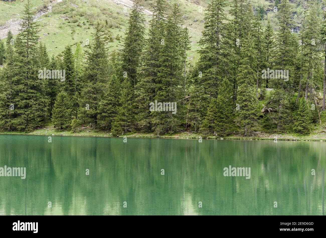 green water and trees in nature Stock Photo - Alamy