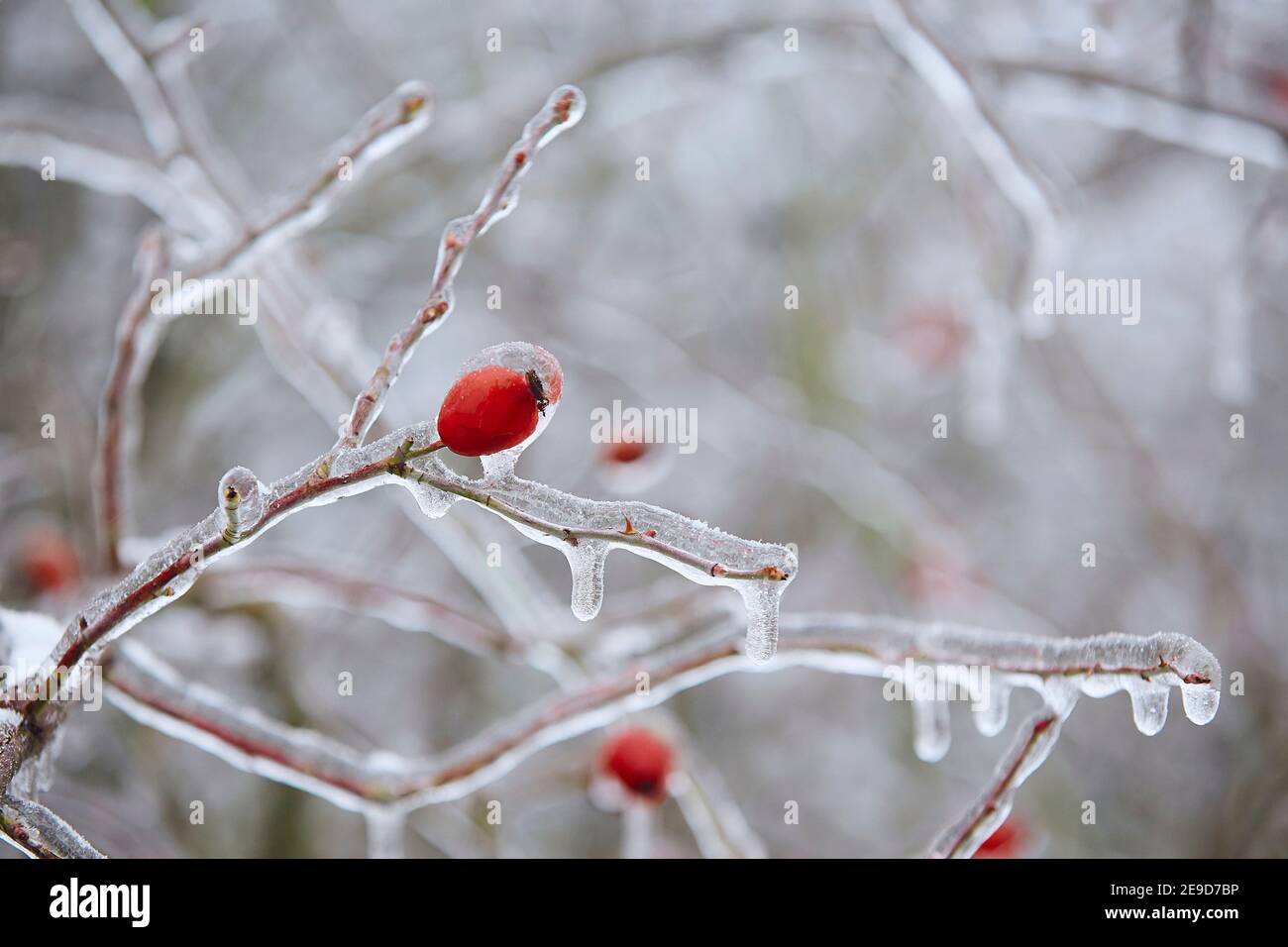 Frozen Raindrop High Resolution Stock Photography and Images - Alamy